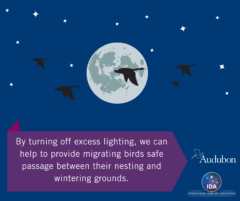 What You Should Know About Bird Migration and Light Pollution | DarkSky ...