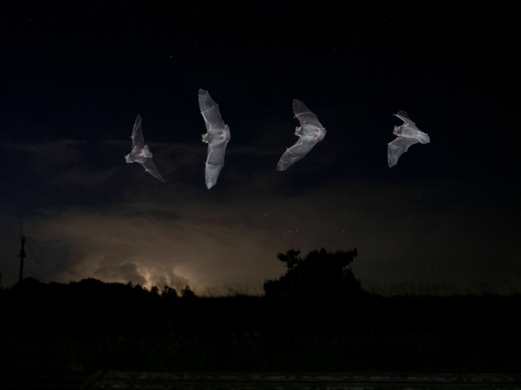 Bat Week: Shedding (Some) Light on Bats | DarkSky International