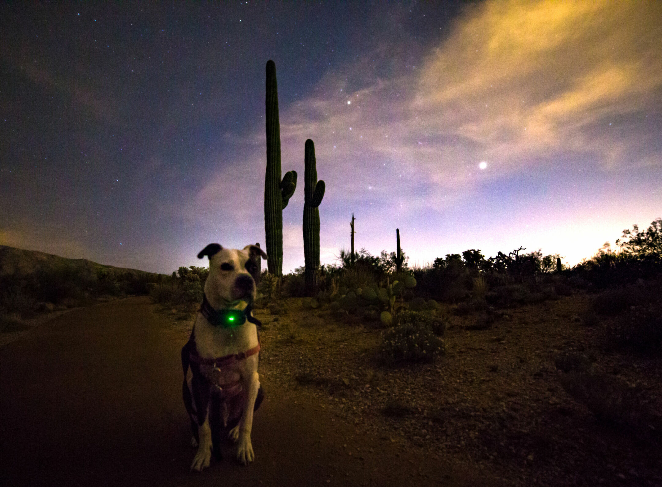 10 Stellar Photos of Dogs and the Night Sky | DarkSky International