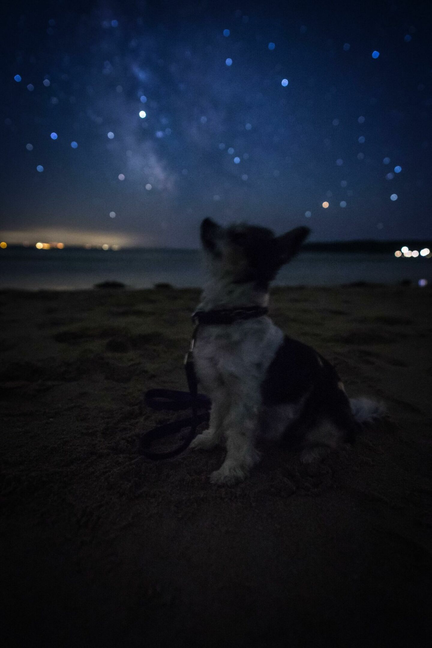 10 Stellar Photos of Dogs and the Night Sky | DarkSky International