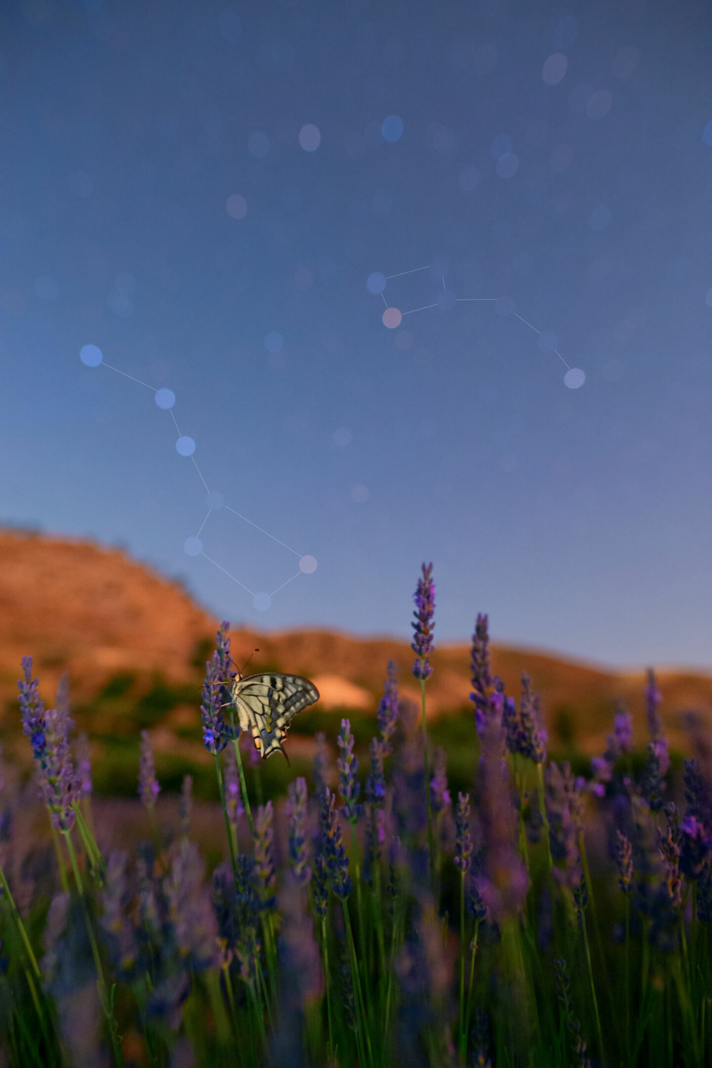 Nocturnal conservation and Dark Sky Places | DarkSky International