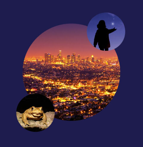 What is light pollution? | DarkSky International