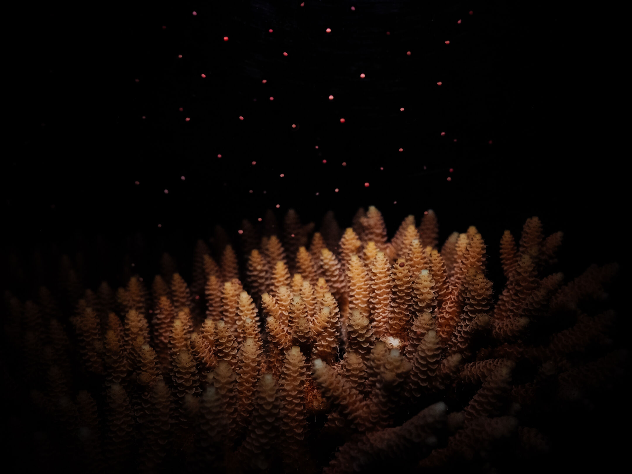 Light pollution interferes with sea life | DarkSky International