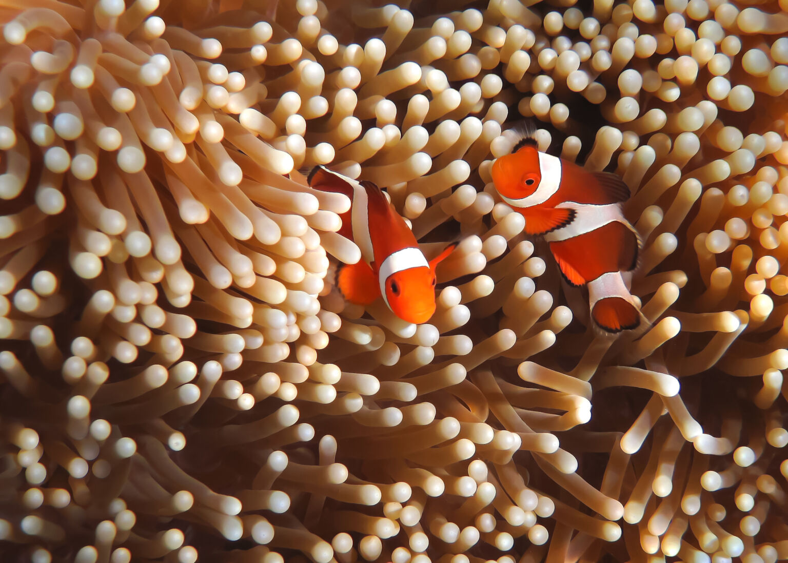 Light pollution interferes with sea life | DarkSky International