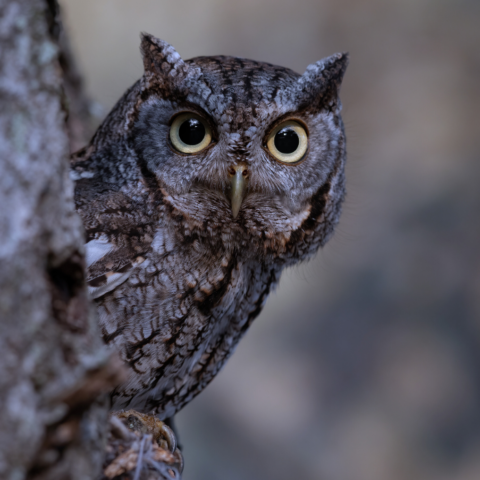 Protect the night | DarkSky International