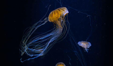 Understanding marine light pollution | DarkSky International